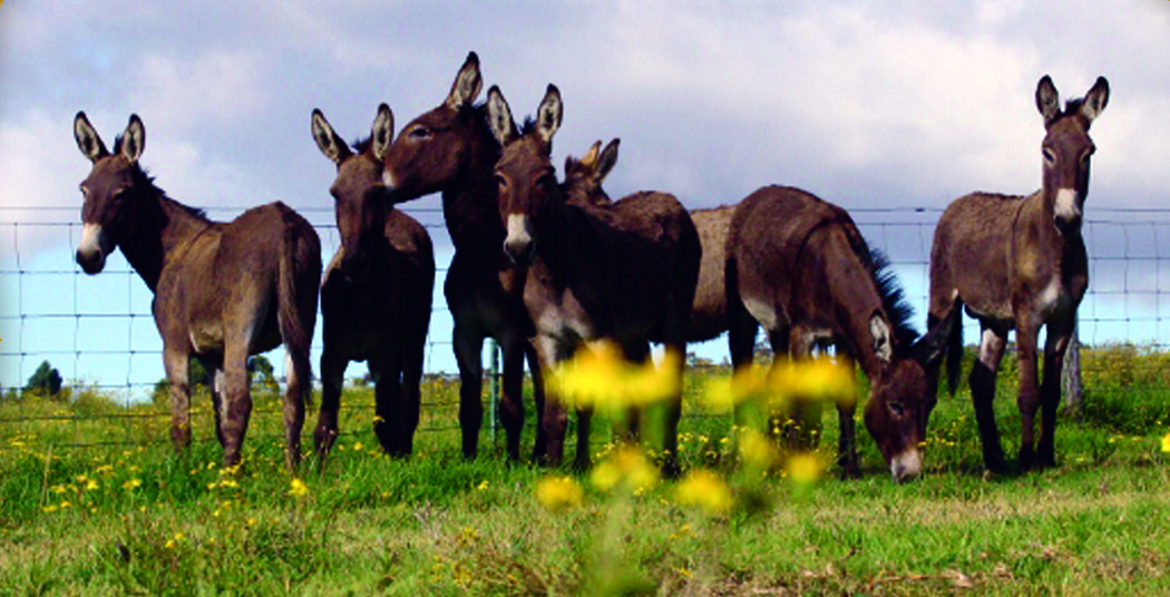 Saving the Nightingale: Four-Legged Coffee Farm Workers Now Unemployed ...